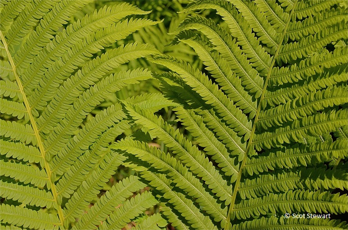 Photography by Scot Stewart