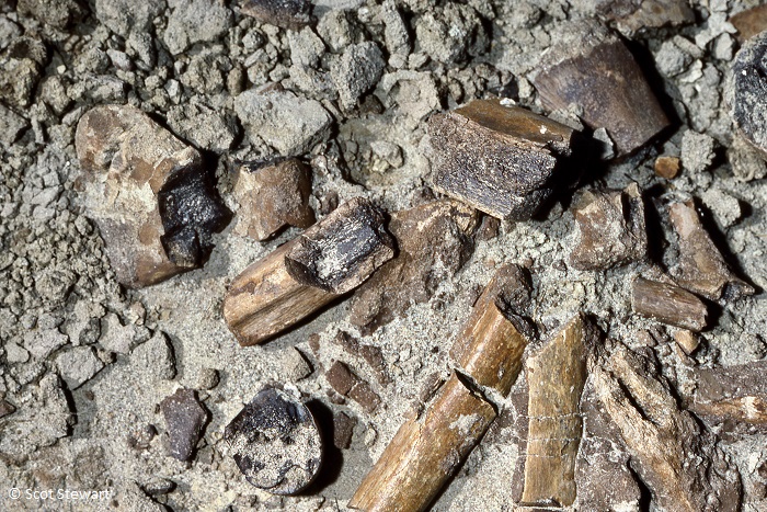 Photography by Scot Stewart