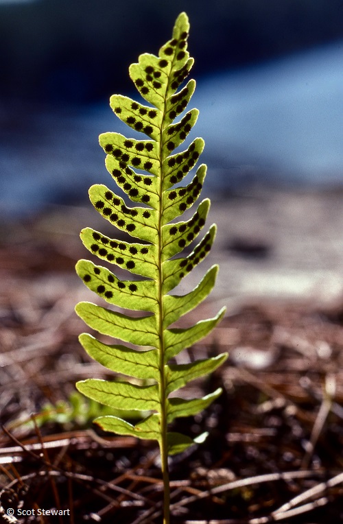 Photography by Scot Stewart