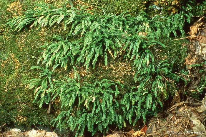 Photography by Scot Stewart