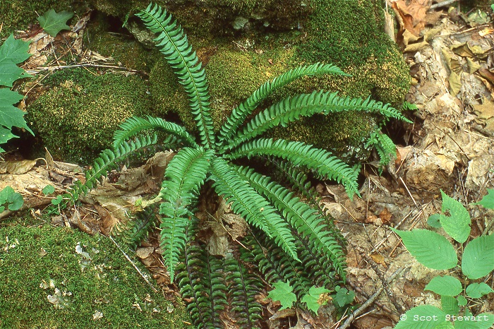 Photography by Scot Stewart