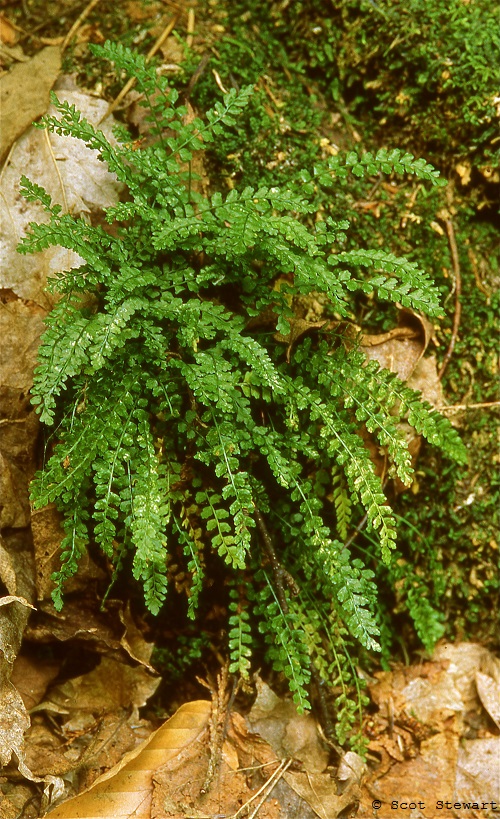 Photography by Scot Stewart