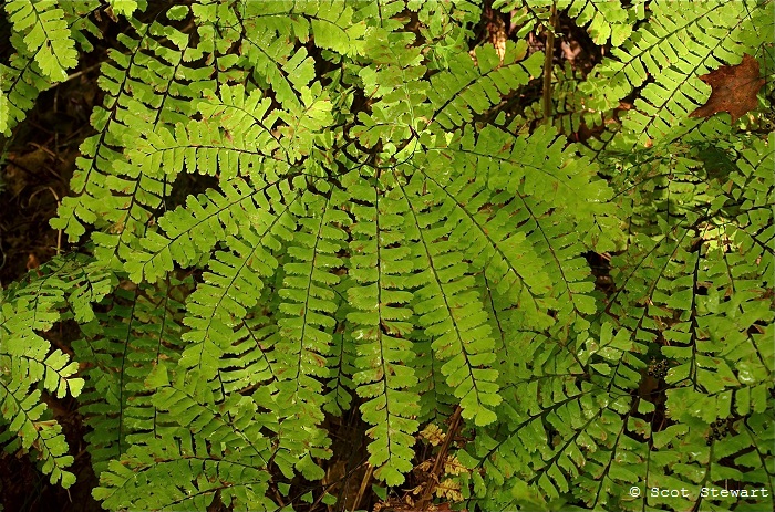 Photography by Scot Stewart